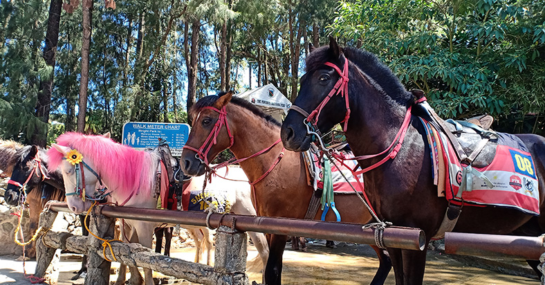 Try Horseback Riding at Wright Park On Your Next Trip To Baguio - Quedank